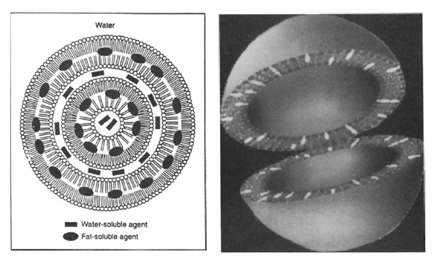 Types of Amphotericin B – What I Didn’t Know – Dr. Germophile