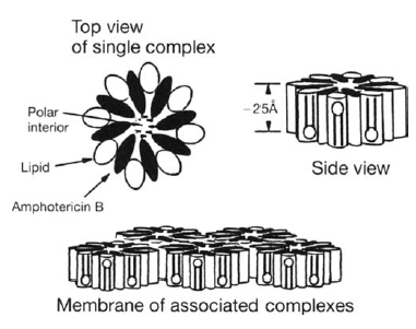 Types of Amphotericin B – What I Didn’t Know – Dr. Germophile