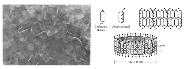 Types of Amphotericin B – What I Didn’t Know – Dr. Germophile