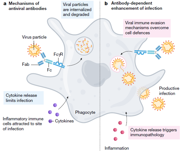 The Doctrine Of The Original Antigenic Sin – Dr. Germophile