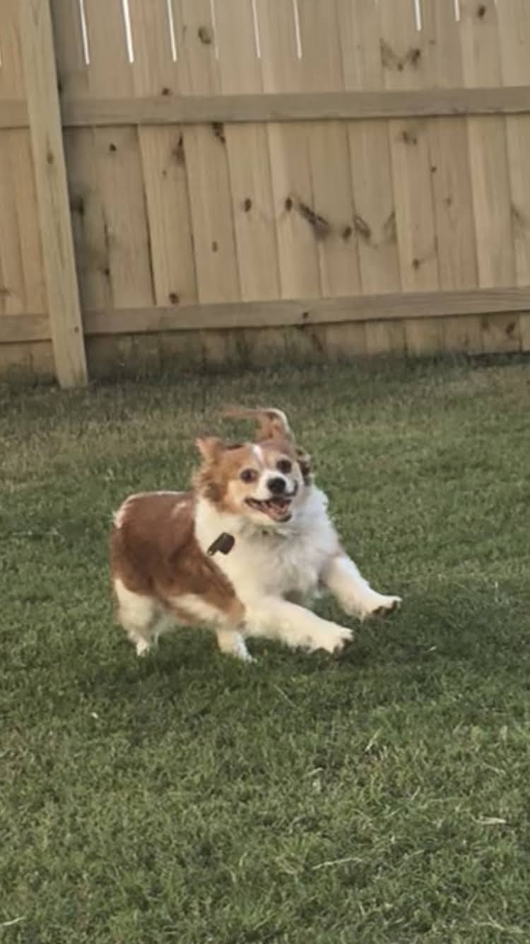 One PET, Two PET – Endocarditis and Positron Emission Tomography – Dr ...