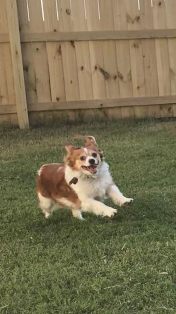 One PET, Two PET – Endocarditis and Positron Emission Tomography – Dr ...